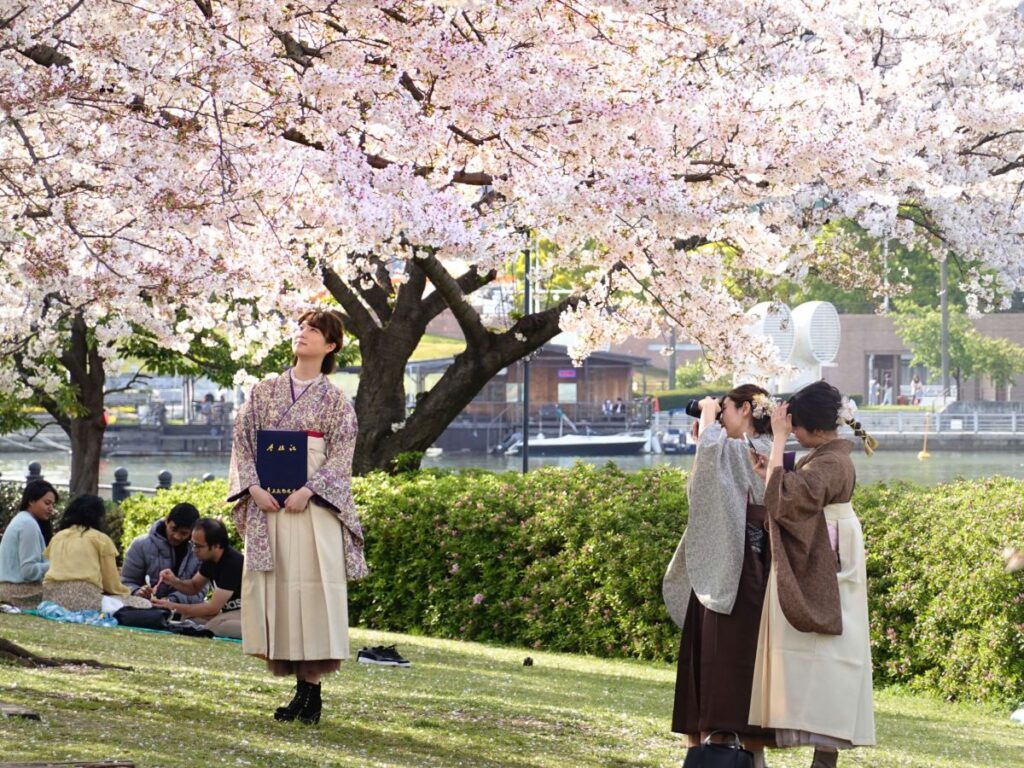 Sakura Meaning in Japan: Why Cherry Blossoms Matter in Japanese Culture