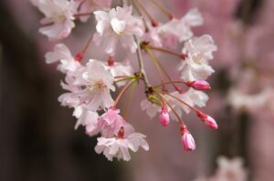 Cherry Blossoms in Japan: The Deep Meaning of Sakura | Japanese ...
