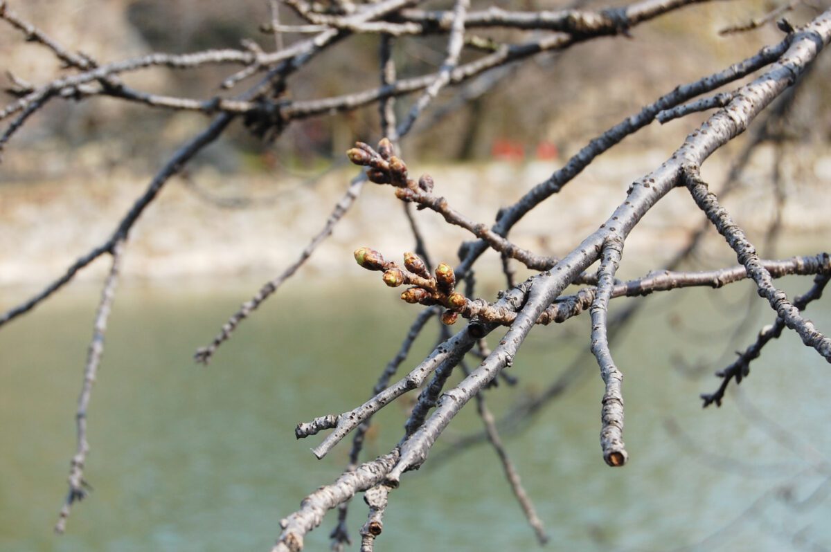Cherry Blossoms in Japan: The Deep Meaning of Sakura | Japanese ...