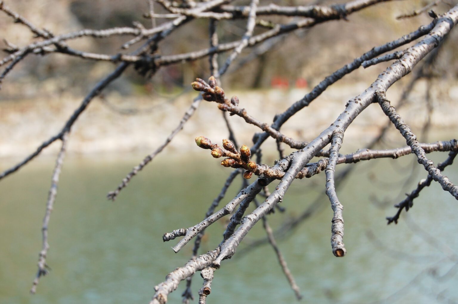Cherry Blossoms in Japan: The Deep Meaning of Sakura | Japanese ...