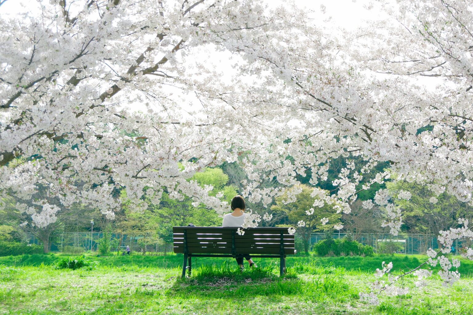 Hanami in Japan: Discover the Meaning and Joy of Cherry Blossom Season ...